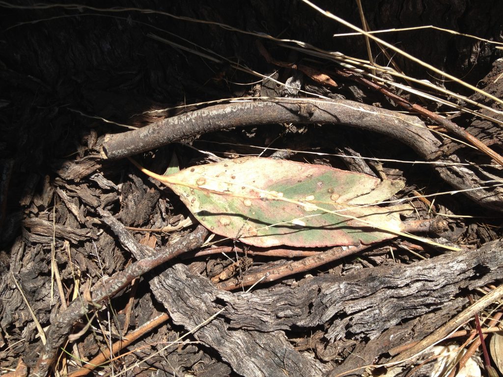Magical Leaf Oracle - A Reading for Nurture and Guidance - Cauldrons ...