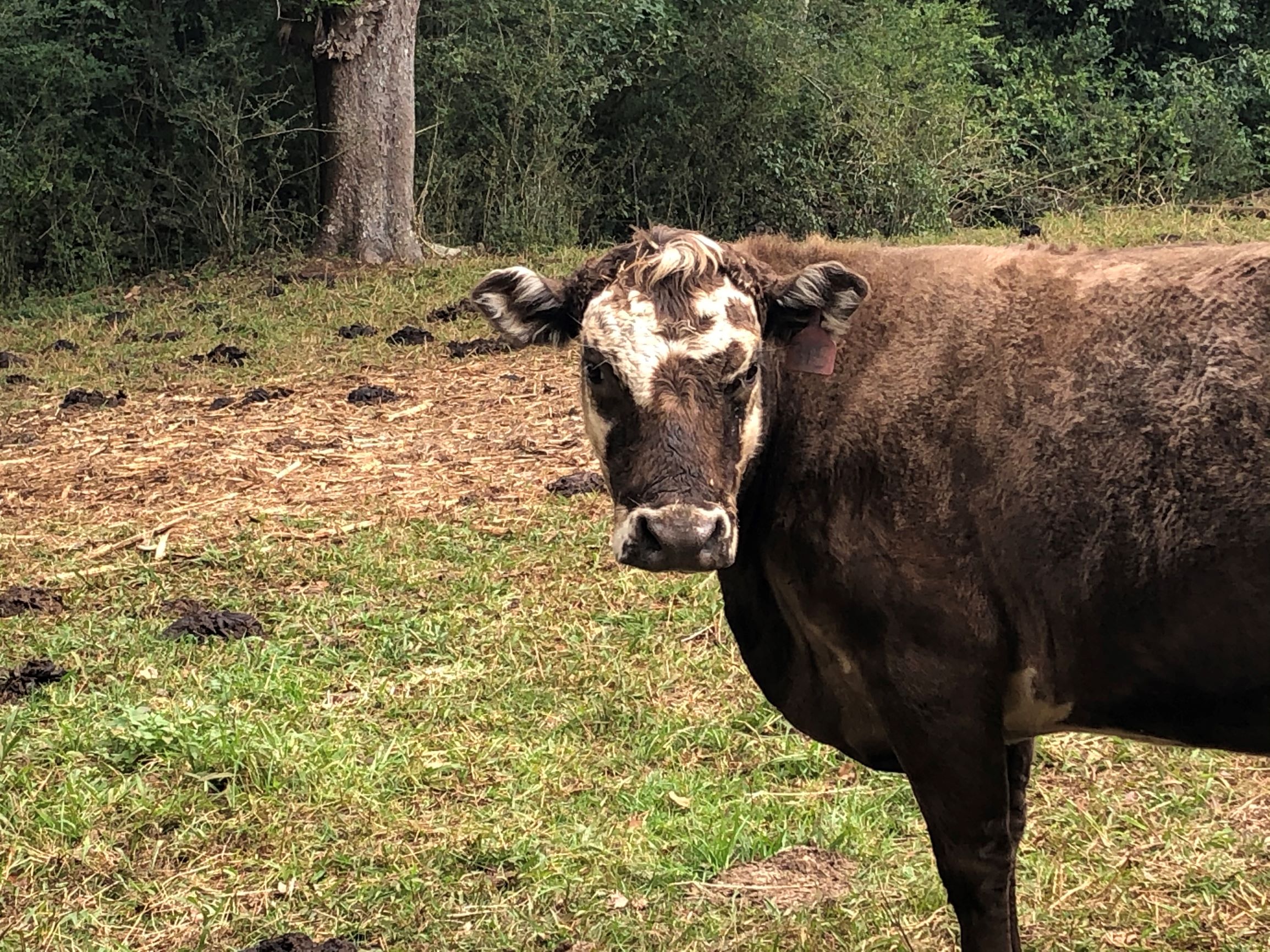 Daisy Mae, Ninja Stealth Cow! – Cauldrons and Cupcakes