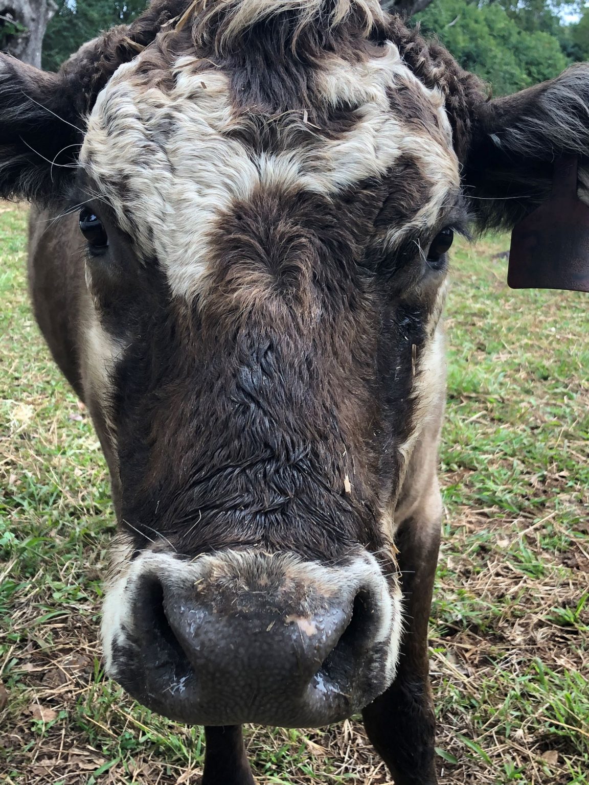 Daisy Mae, Ninja Stealth Cow! – Cauldrons and Cupcakes