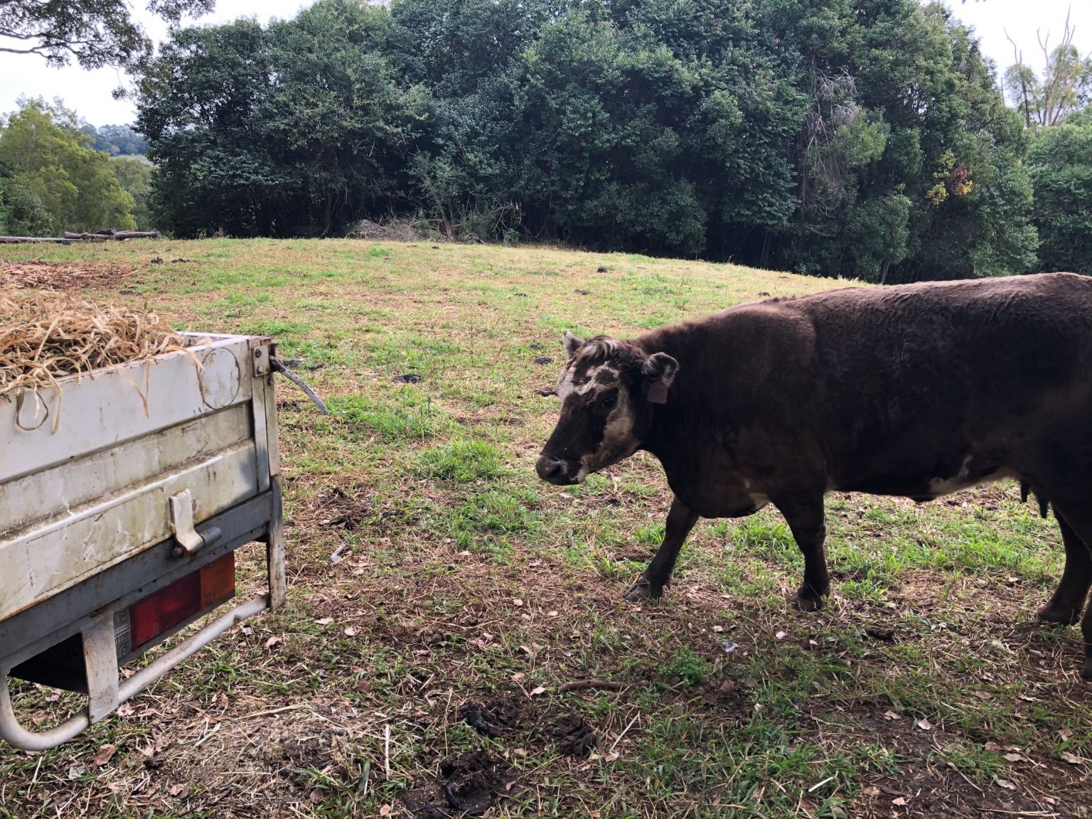 Daisy Mae, Ninja Stealth Cow! – Cauldrons and Cupcakes