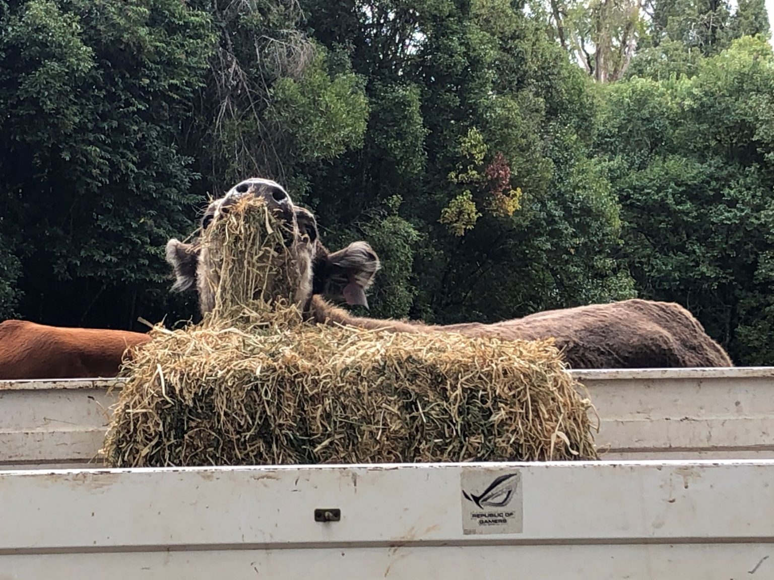 Daisy Mae, Ninja Stealth Cow! – Cauldrons and Cupcakes