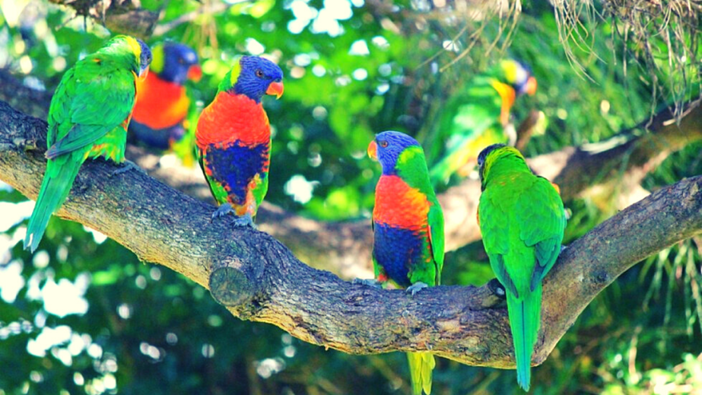 Counting Birds – Cauldrons and Cupcakes