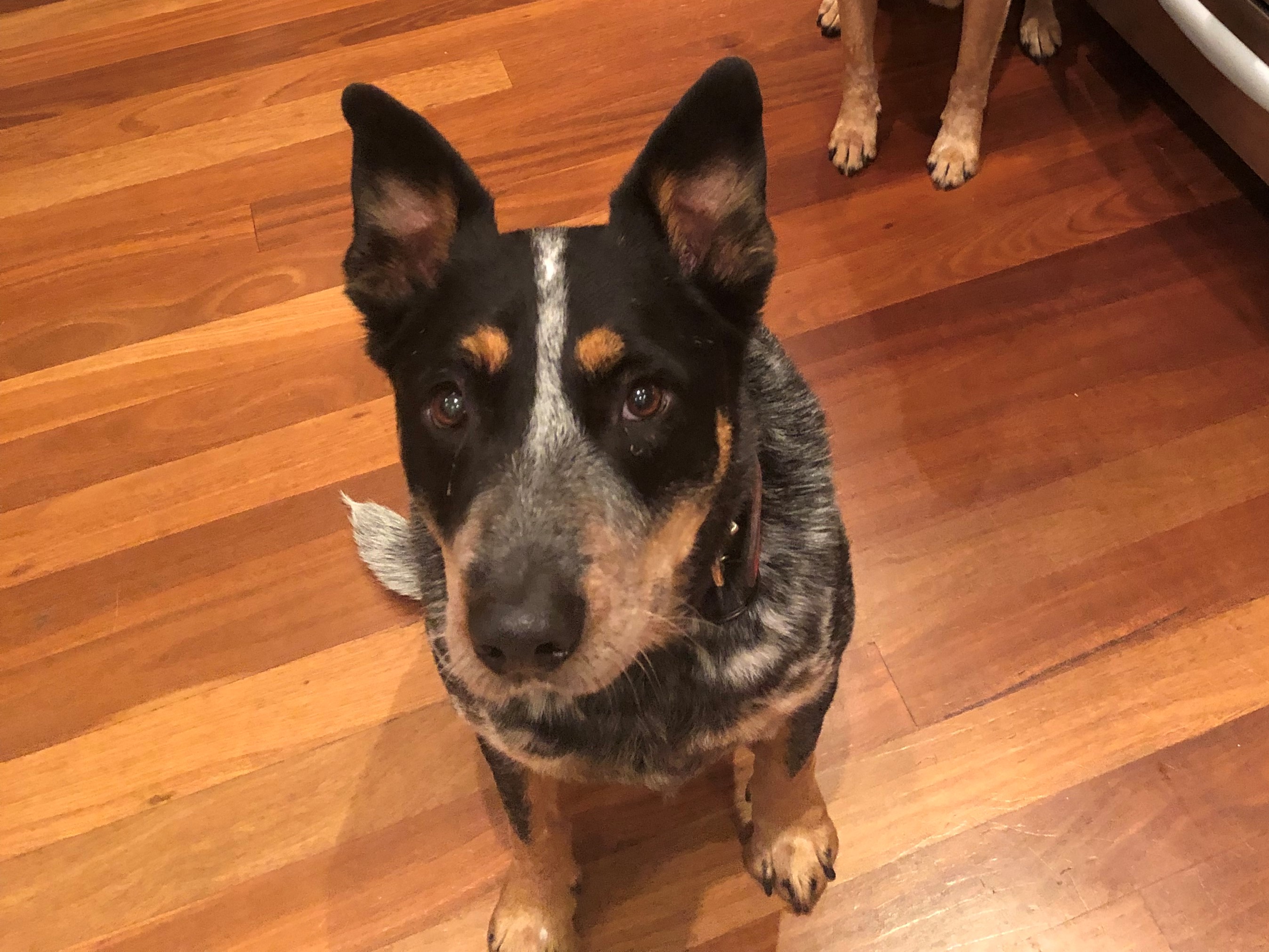 Harry Dog To The Rescue – Cauldrons and Cupcakes